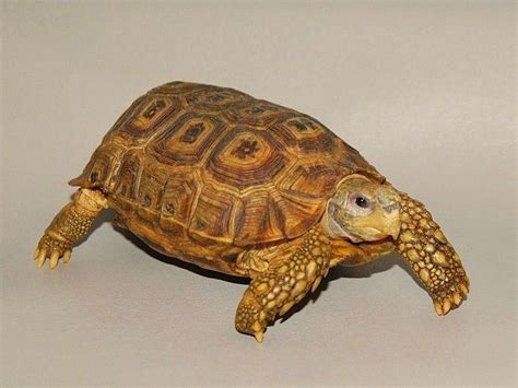 Spekes Hinge Back Tortoise Alchetron The Free Social Encyclopedia