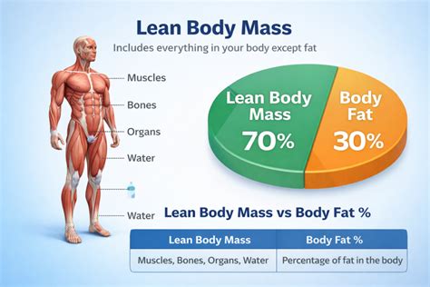 Lean Body Mass Calculator 100 Accurate