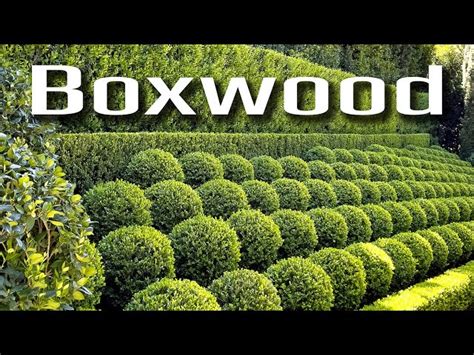 Japanese Boxwood Landscape Design Japanese Boxwood Hedges Moon