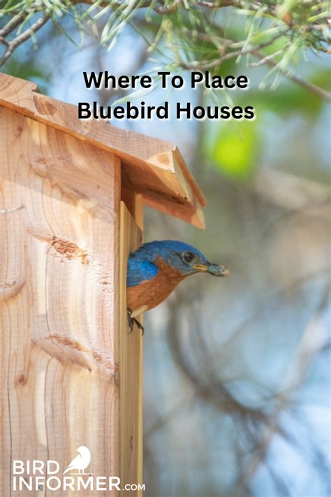 Which Direction Should Bluebird House Face At Mary Dugas Blog