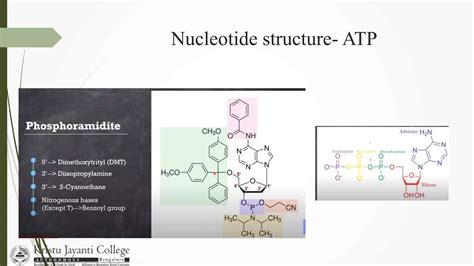 Oligonucleotide Synthesis Ppt