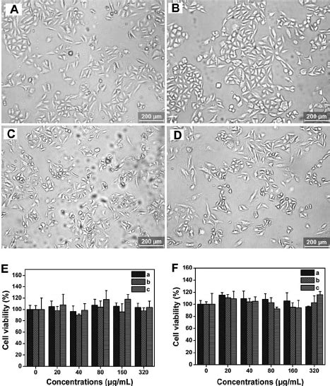 The Morphology Of A549 Cells Incubated For 48 H In Media Containing 80