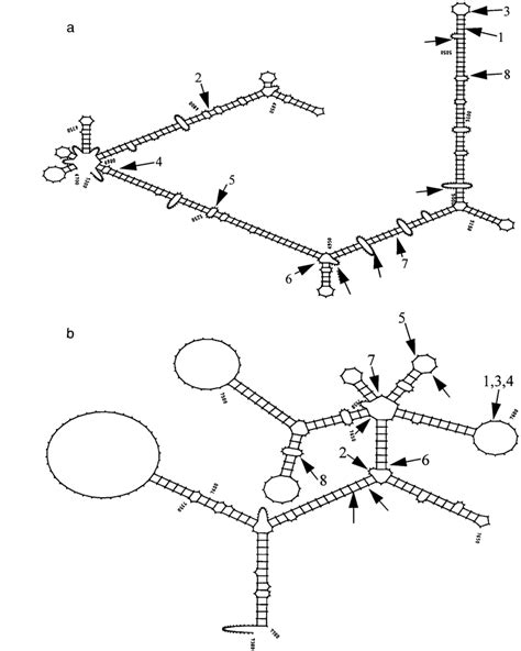Predicted Secondary Structure Using The Programs Mfold And Download Scientific Diagram