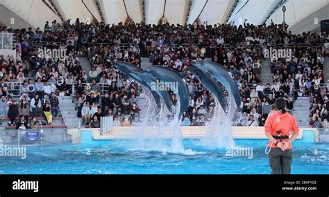A Dolphin Show Of The Night Aquarium Is Held At Marine World