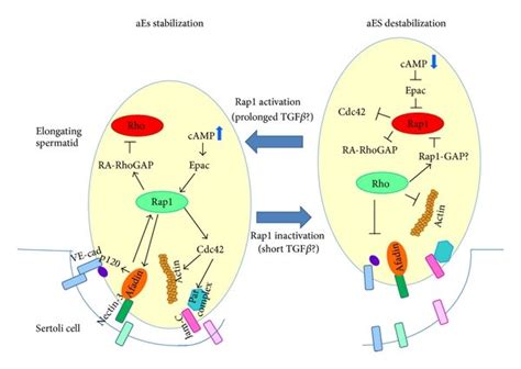 The Proposed Model Of Regulation Of Aes Dynamic The Aes Download Scientific Diagram