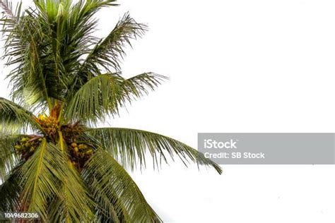 코코넛 나무 분기 흰색 배경에 고립입니다 이미지에서에서 찍은 열 대 카리브 비치 섬 수직 프리 스타일에 밝은 화창한 여름날에 뭄바이 인도 아시아에서 0명에 대한 스톡 사진