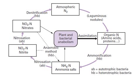 Nitrogen Cycle Degremont®