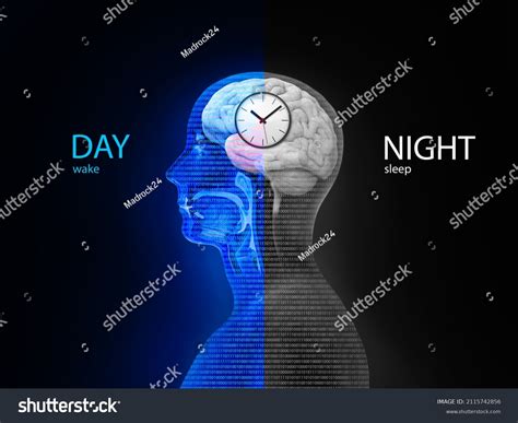 Circadian Rhythm Sleepwake Cycle How Exposure Stock Illustration
