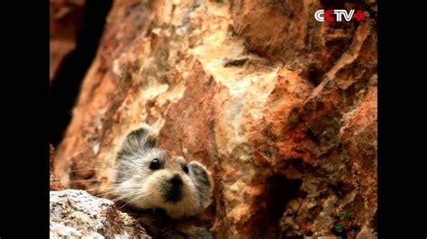 Rare Ili Pika Captured By Cameras For First Time In Two Decades In Northwest China Youtube