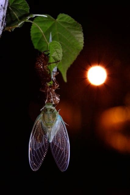セミの羽化 世界のブナの森