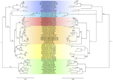 Phylogenetic Trees Of The Concatenated Coiigrrdna Sequence Dataset