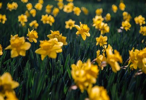 30 000 Free Spring Daffodils And Daffodil Images Pixabay