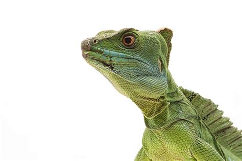 Vector Illustration Of A Basilisks Fang On A White Backgrounda Mystical