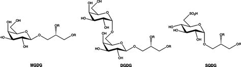 General Structure Of The Three Main Glycoglycerolipids From Seaweeds