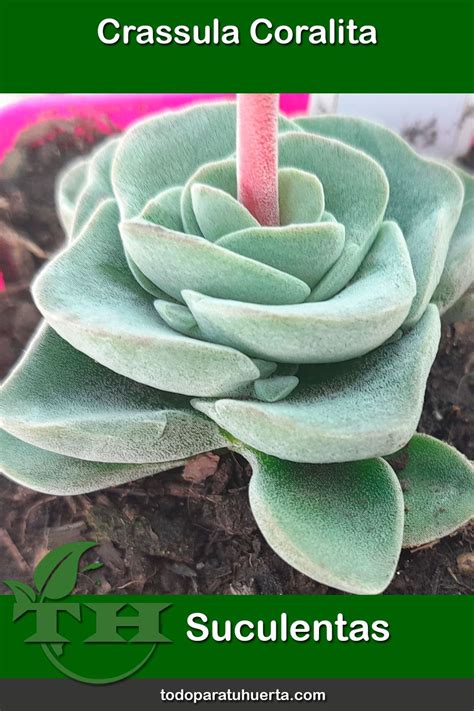 Suculentas Nombres Artofit