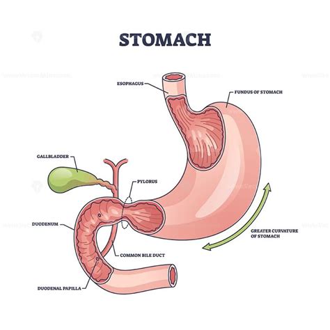 Stomach Organ Structure And Medical Digestive Model Anatomy Outline