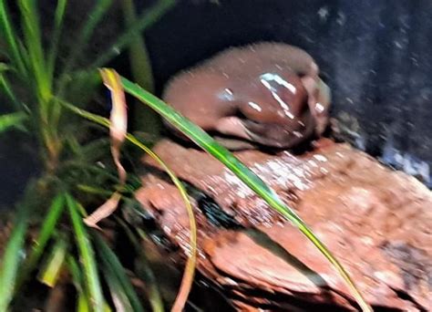 Phat Phrog Blank Template Imgflip