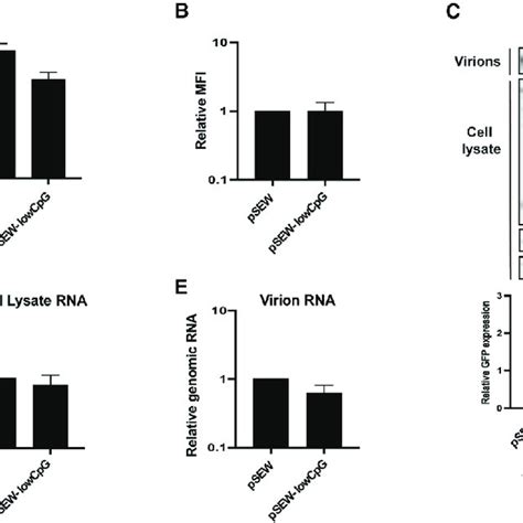 Schematic Of Cpg Dinucleotides In Retroviral Vector Genomes Dna