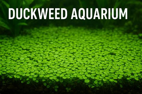 Duckweed Aquarium Complete Guide To Growing And Maintaining Duckweed
