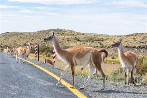Premium Photo Guanaco