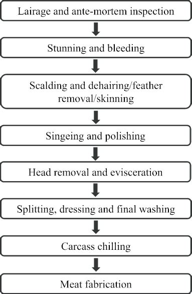 Flow Diagram Of Essential Abattoir Processing Steps In The United