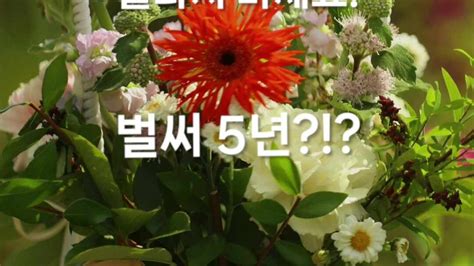 시들지 않는 꽃 프리저브드 플라워 네이버 Tv