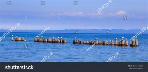 20 Imágenes De Gitchee Imágenes Fotos Y Vectores De Stock Shutterstock