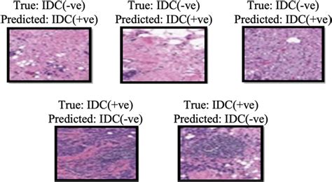 Illustration Of Misclassification Results Obtained By 19 Layer Convnet C Download Scientific