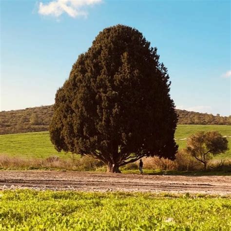 Stream Levad Bayaar Sketch By Toyolevy Listen Online For Free On