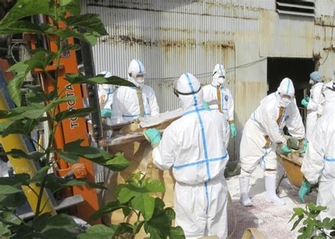 第6個縣爆豬瘟 長野縣撲殺349隻豬