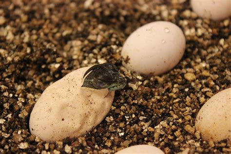Hatchling Basilisk At Reptile Apartment Canada