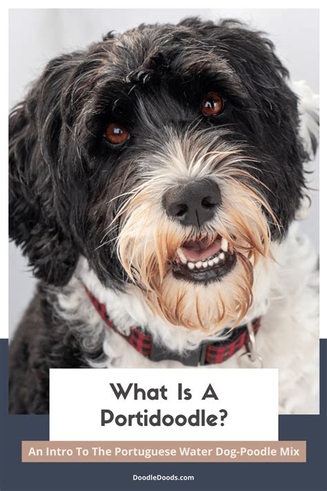 Poogle 101 An Intro To The Beagle Poodle Mix Doodle Doods