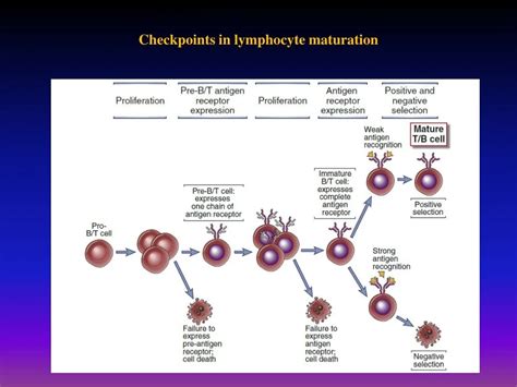 Ppt Lymphocyte Development And Antigen Receptor Gene Rearrangement Powerpoint Presentation