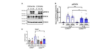 Stat6 Phosphorylation Is Altered In Cd83 Deficient Macrophages Upon