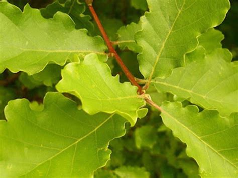 Assisted Migration Of Tree Species Good Or Bad Solution For Climate