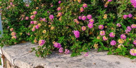 Growing Lantana Plants Year Round In South Florida Blog Living