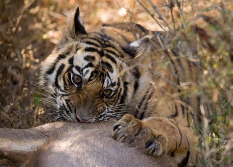 Ruthless Moments Tiger Attacks Prey Archaeology 24