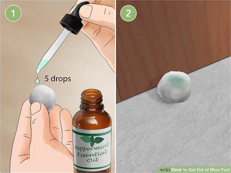 Ways To Get Rid Of Mice Fast WikiHow