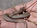 Liste Des Reptiles Au Québec — Wikipédia