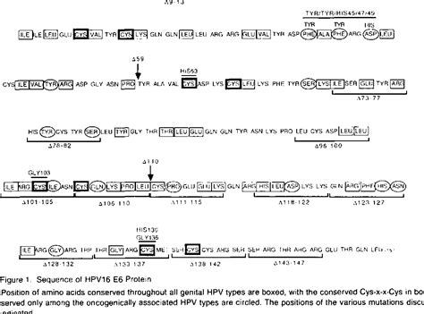 Figure 1 From Degradation Of P53 Can Be Targeted By Hpv E6 Sequences