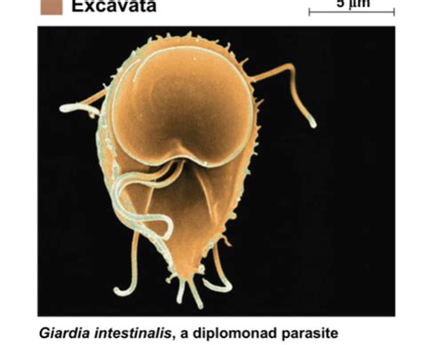 Chapter 28 Protist Flashcards Quizlet