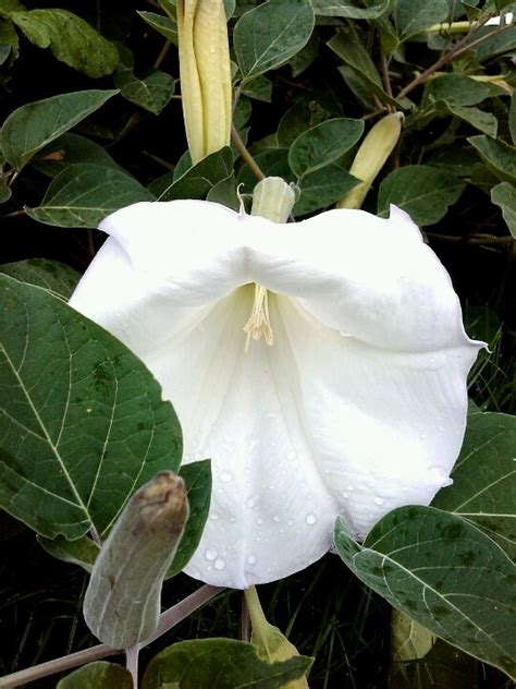 Moon Flower Moon Flower Beautiful Flowers Flower Garden