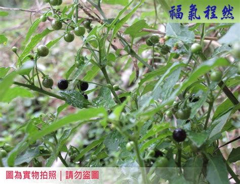 福氣程然 新鮮野菜 烏仔菜 龍葵 黑珠仔菜 烏甜仔菜 天茄子 牛酸漿｜小農自家生長 Yahoo奇摩拍賣