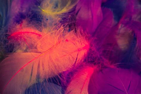 검은 어두운 배경에 아름다운 추상 적 보라색과 파란색 깃털과 흰색 패턴에 부드러운 흰색 핑크 깃털 질감 화려한 배경 검은색에 대한 스톡 사진 및 기타 이미지 Istock