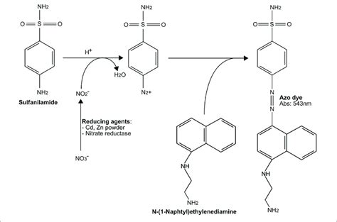 Scheme Showing Reactions Involved In Determination Of Nitrite And Download Scientific Diagram