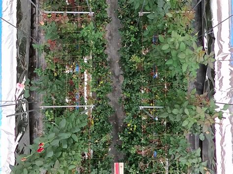 Rose Object Detection Dataset And Pre Trained Model By Rr