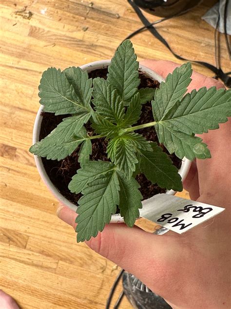 Strange Groth Pattern Seedling Ilgm Growers Forum Free Cannabis Growing Community