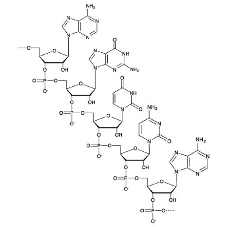 Solved Is This Polymer DNA Or RNA Explain How You Reached Chegg Com