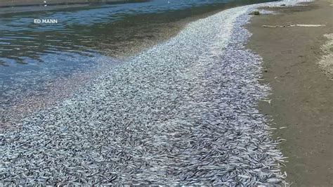 Thousands Of Dead Anchovies Wash Ashore Fall From Sky In Bay Areas