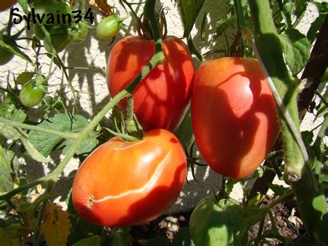 Cul De Singe  Semeur